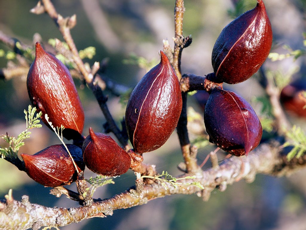 Argentina nativa: Espinillo (Vachellia caven)