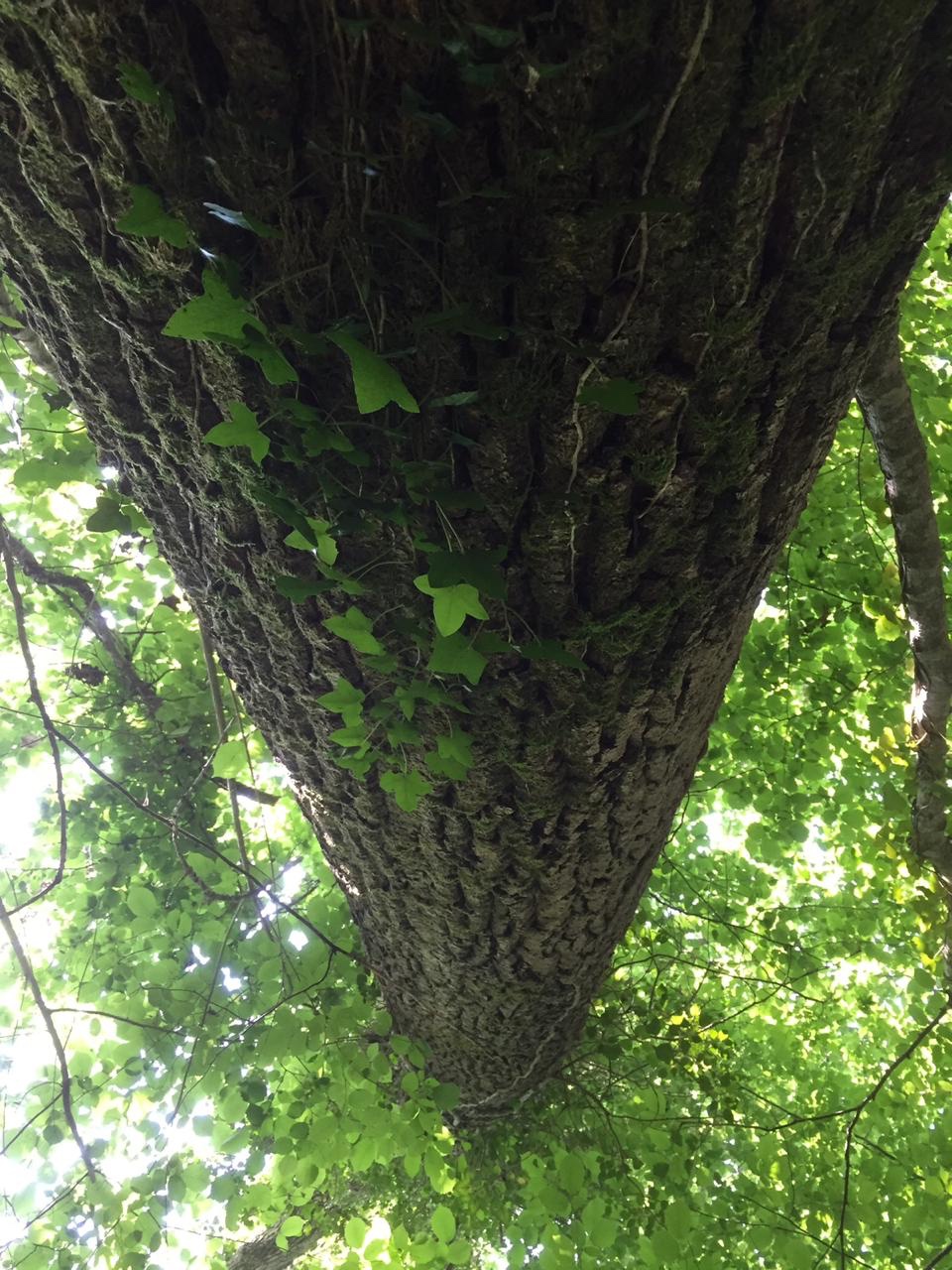 LES ARTS PLASTIQUES au lycée Comte de Foix: Photographie: le cadrage