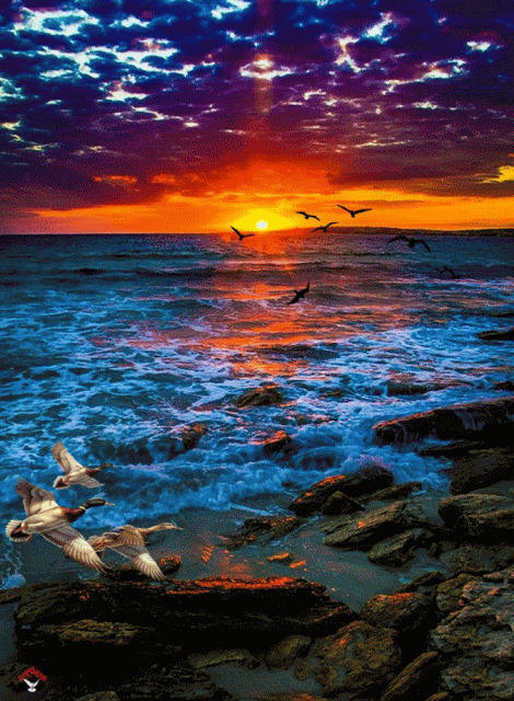 🕊 GIF`s - IMAGINATIA IN MISCARE: SEARĂ DE VARĂ la MALUL MĂRII