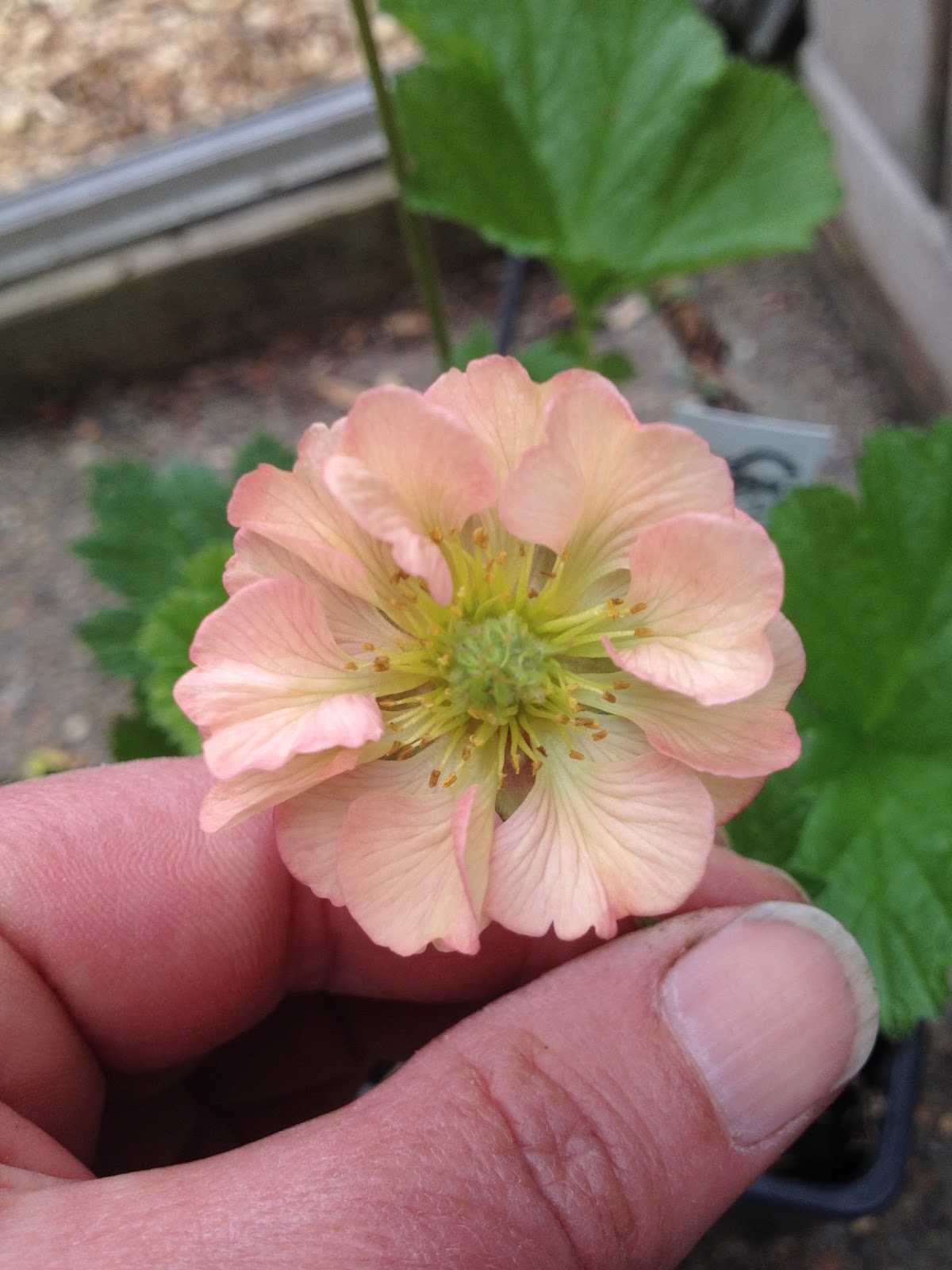 Blomstertøsens Have: Geum