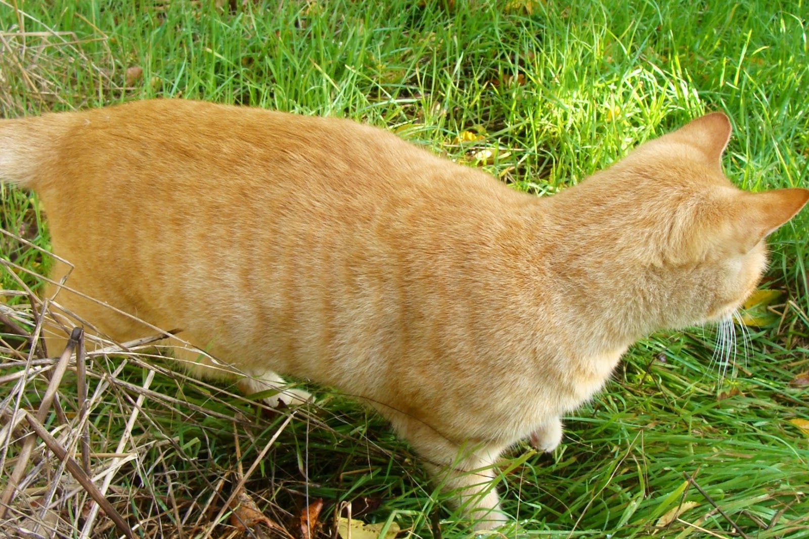 SANTICAT GATOS CIMARRONES: GATO DEPREDADOR