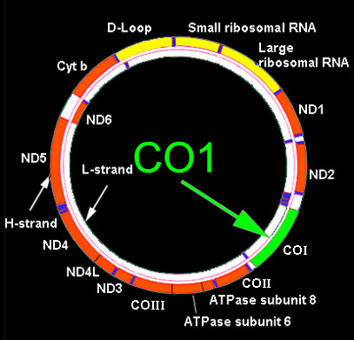 Mitochondrial genome (mt DNA)