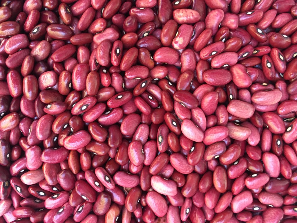 Scientific Insight To My Observation on Beans Scientific Insight To My Observation on Beans