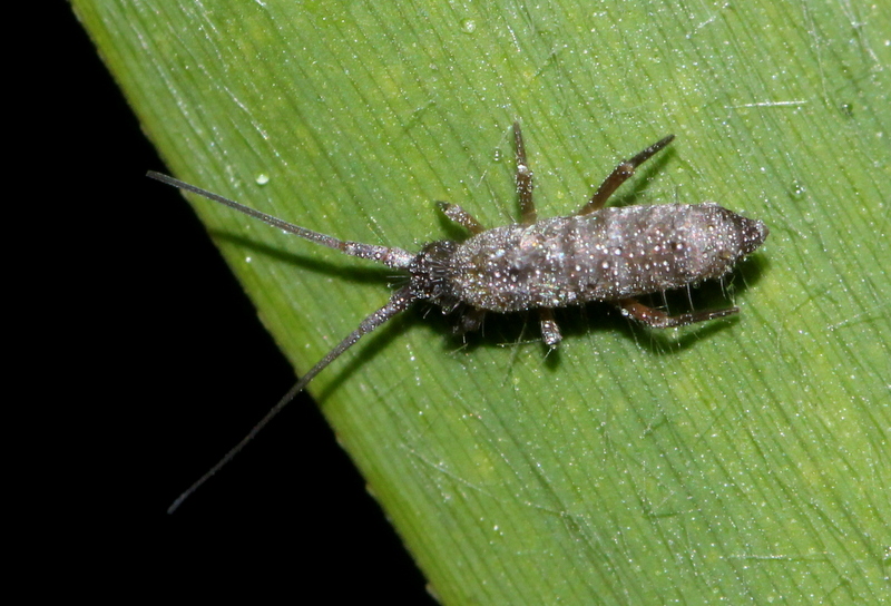 SCILLYSPIDER 2 : First FOUR-SPOTTED CHASER for Scilly