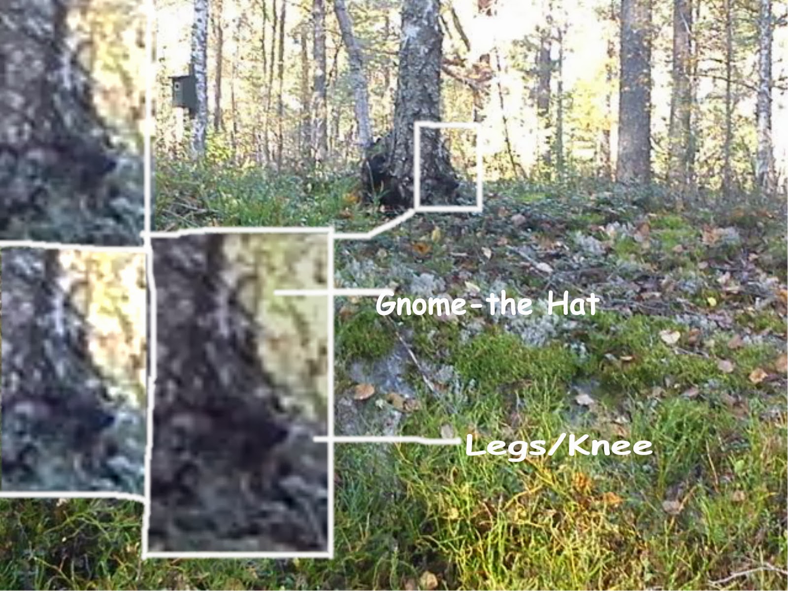 Real Nature Spirits: Real Gnome Caught On Photo!