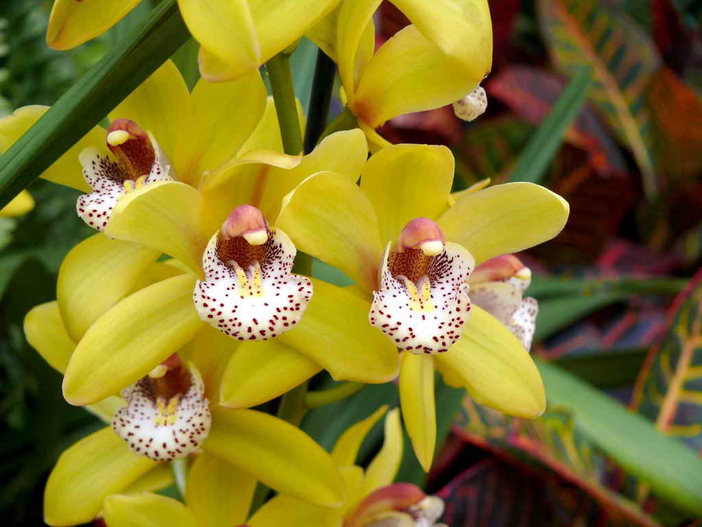 Tarım Siteniz: Orkide(orchid)