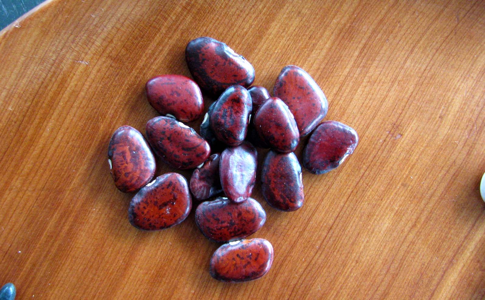 The Reluctant Homesteaders: Magic Beans
