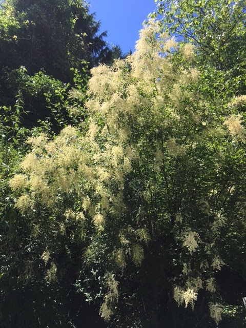 Shoreline Area News: Photo: Ocean Spray in a park