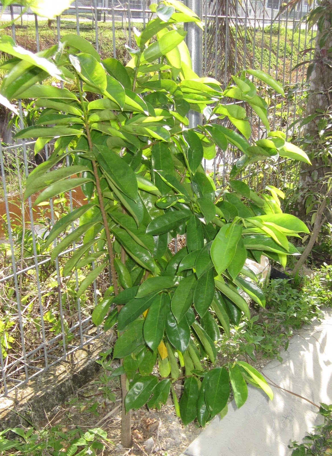 Healthy Nurul Beauty: My organic soursop tree at home