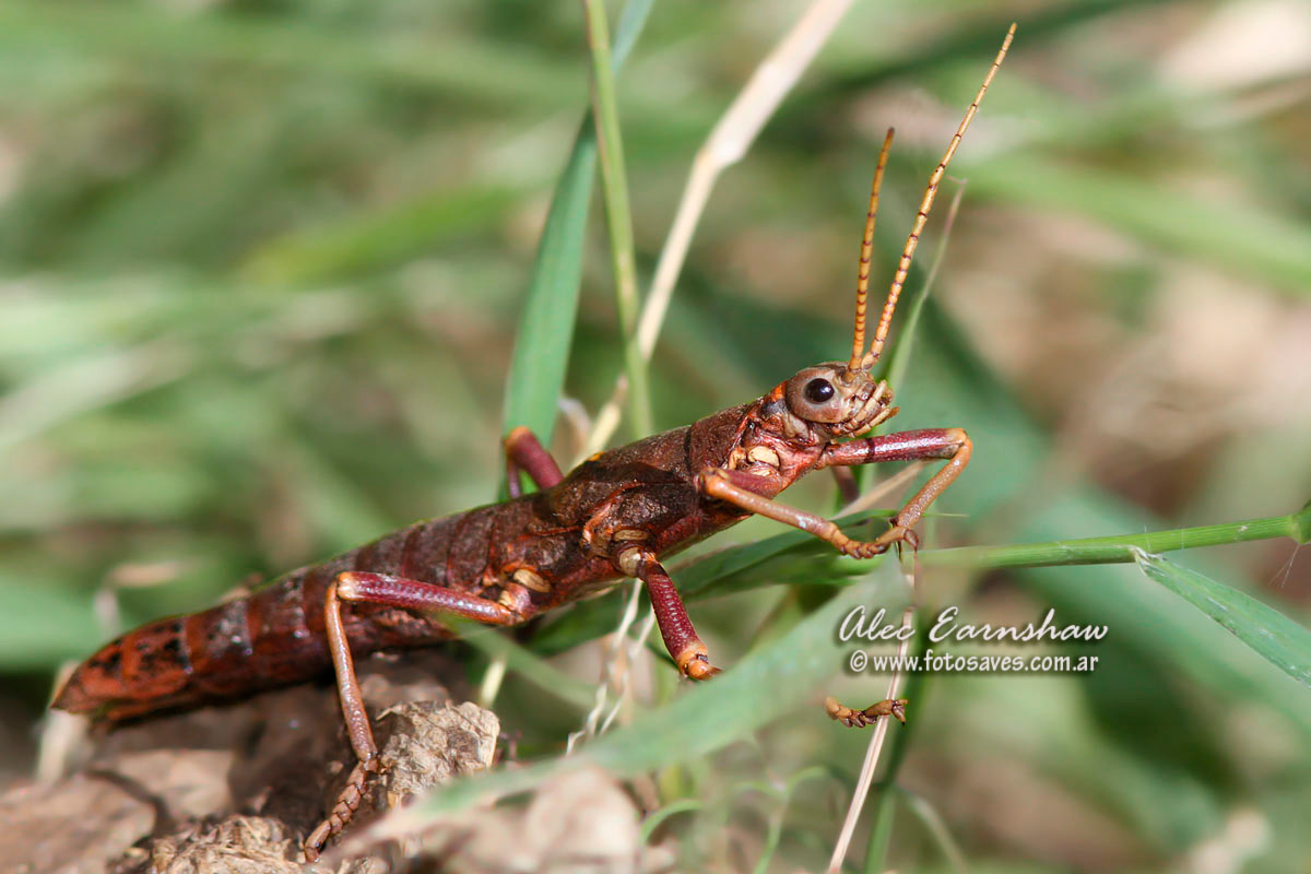 Argentina nativa: Chinche molle (Agathemera luteola)