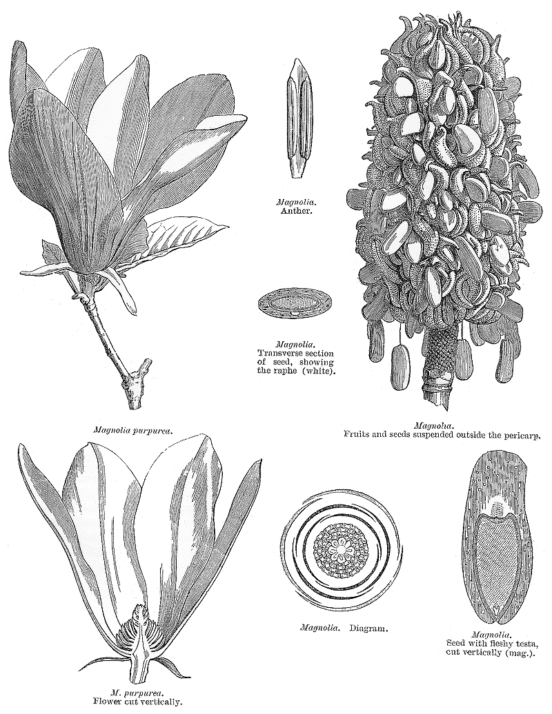 LESSER ANTILLES PLANTS ANGIOSPERMA: MAGNOLIACEAE DIALIPETALA MAGNOLIALES