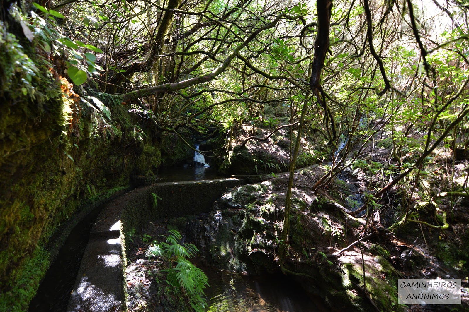 Caminheiros Anónimos Levadas da Madeira : Levada Grande (Achadas da Cruz)