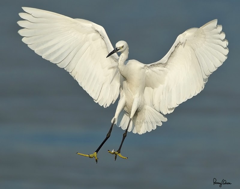 Romy Ocon's Wild Birds of the Philippines: Little Egret wingspread