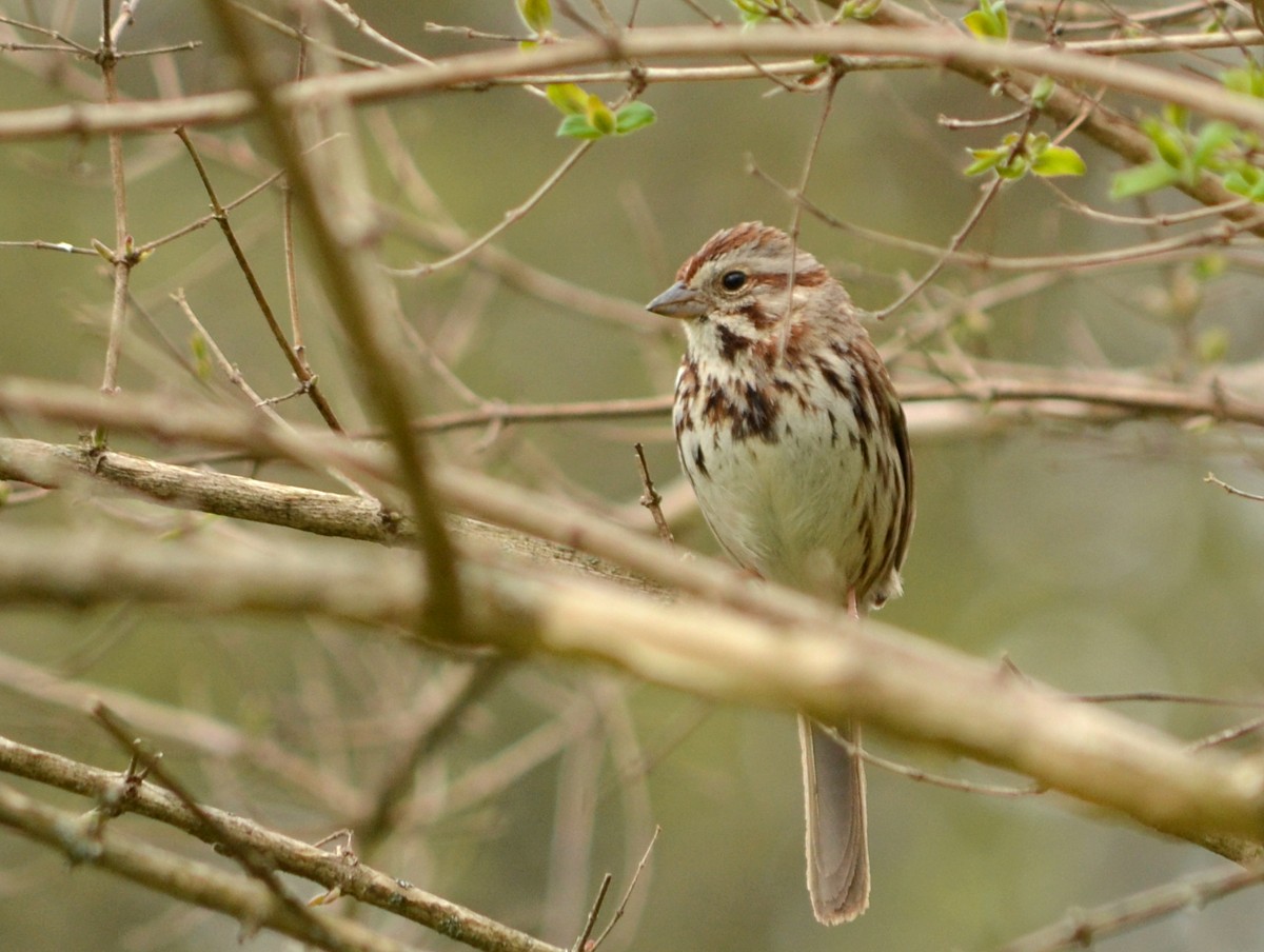 Woods Walks and Wildlife: Basically All of Spring: Part 1