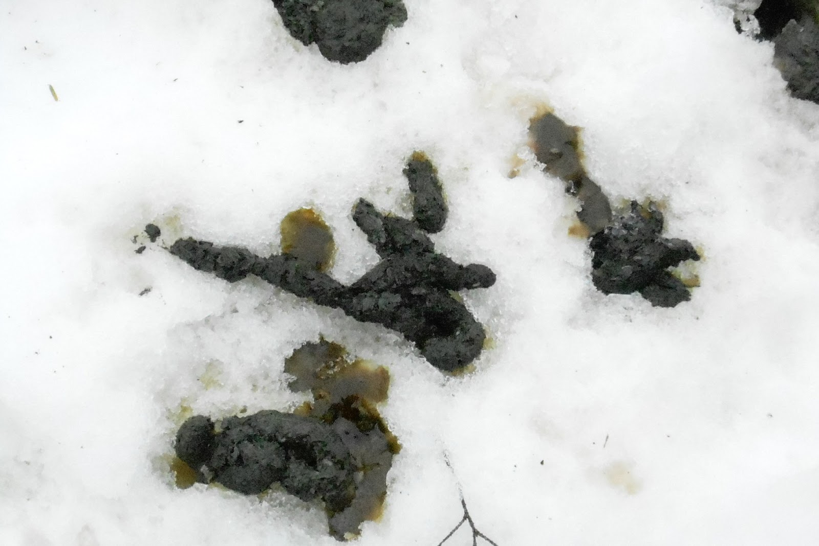 Backyard Beasts: All that glitters is not gold... sometimes it's otter poop