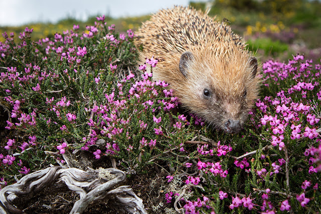 Animais - ouriço-cacheiro