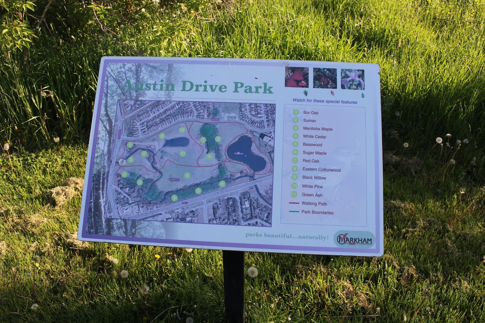 Shawn's Bicycle Adventures: Markham Town and Trail