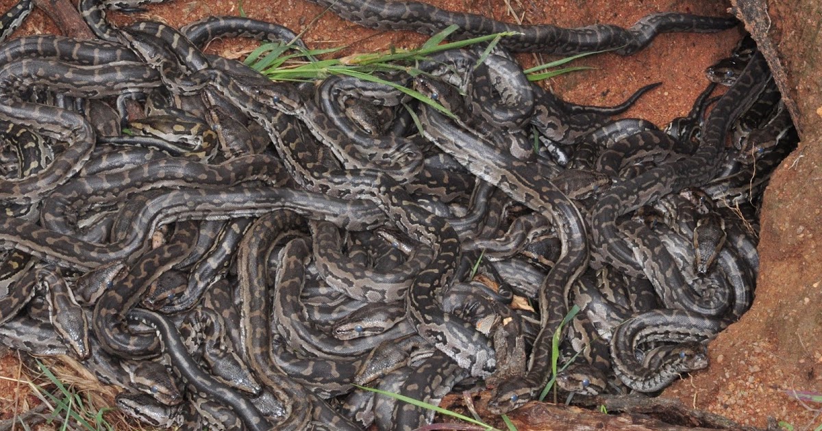 Species New to Science: [Herpetology • 2018] Reproductive Biology and ...