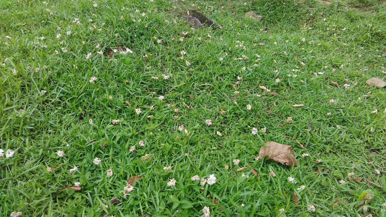 TALAM PULUT BUNGA CHICHA (CICA)