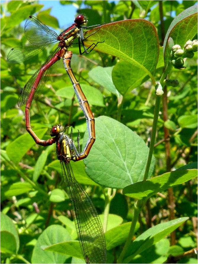 Insects of Scotland: Dragonflies/Damselflies