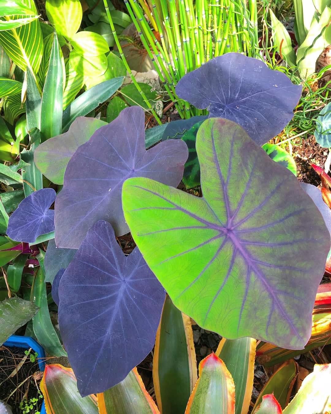 This breathtaking garden in Tuba, Benguet is absolutely for 'plantitos ...