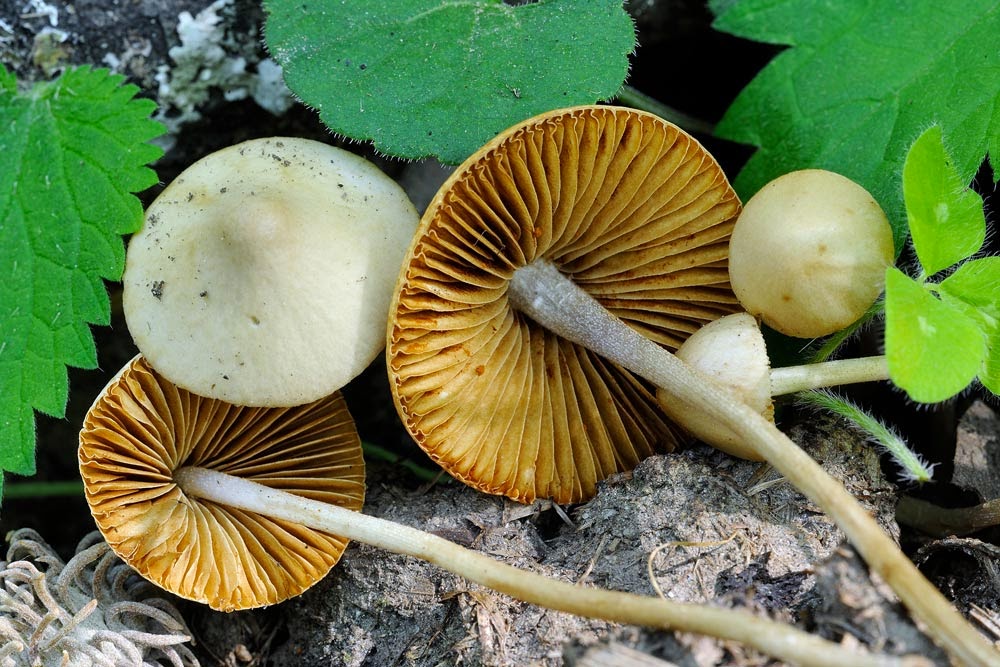 Funghi Teramani: Conocybe rickenii (J. Schaeff.) Kühner