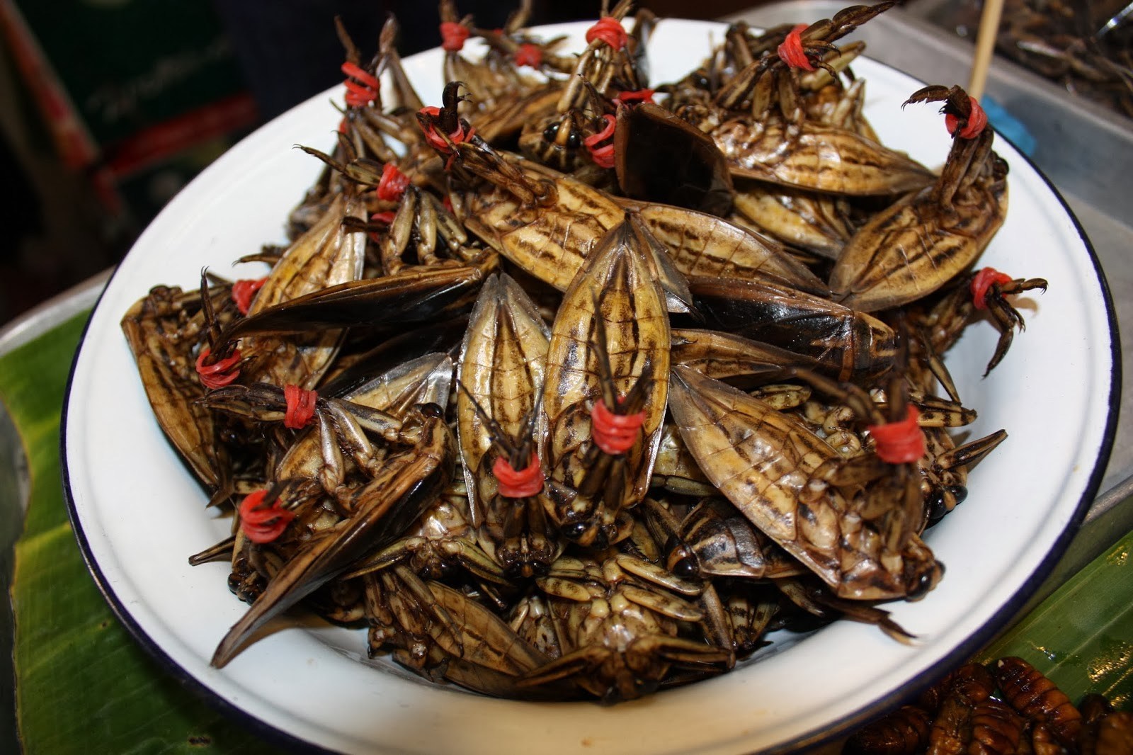 Estilos de Comida Exoticas