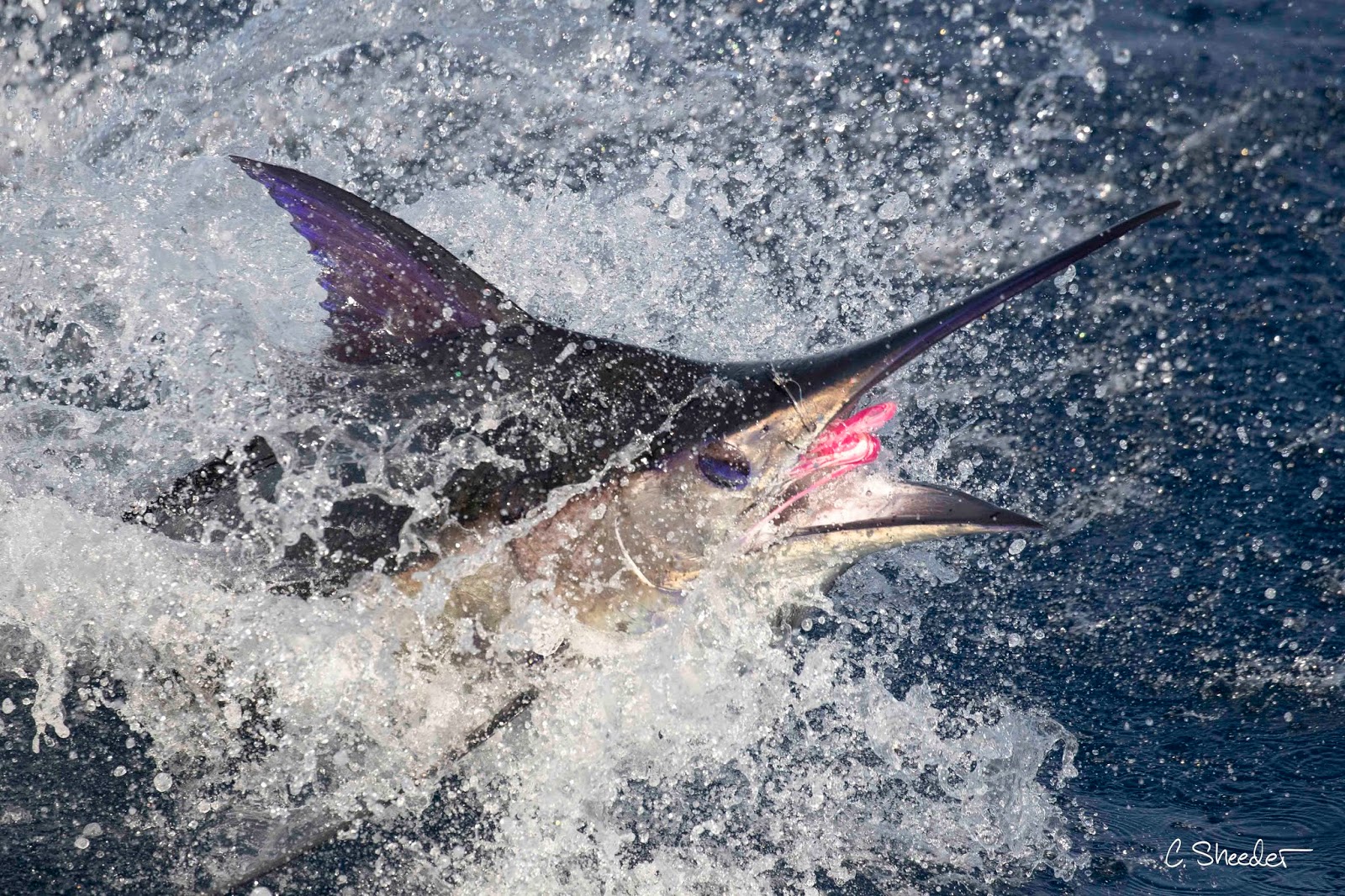 DEGS Fishing Report: Fly fishing for blue marlin report from the seamounts