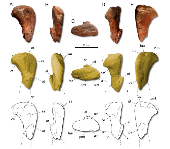 Species New to Science: [Paleontology • 2020] Erythrovenator jacuiensis ...