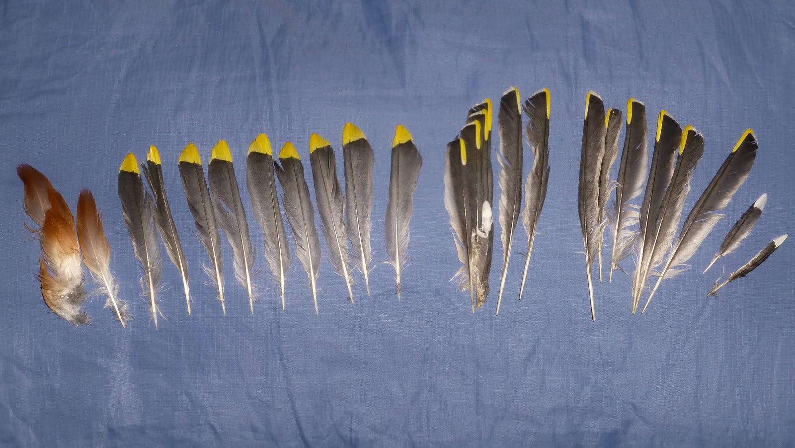 Fair Isle: Bohemian Waxwing Feathers