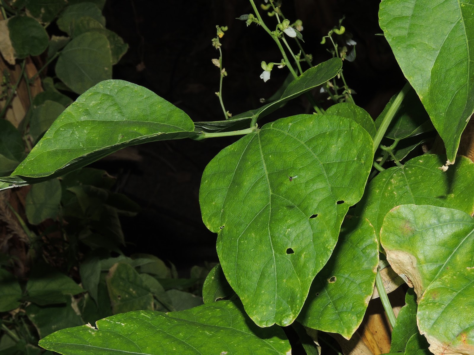 Fabaceae - Leguminosae no Brasil: Phaseolus