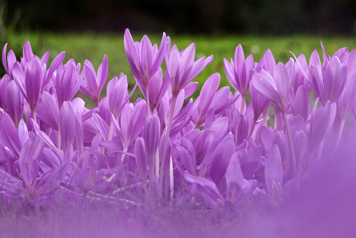 mariasbilderblogg: Tidlösa - Colchium autumnale