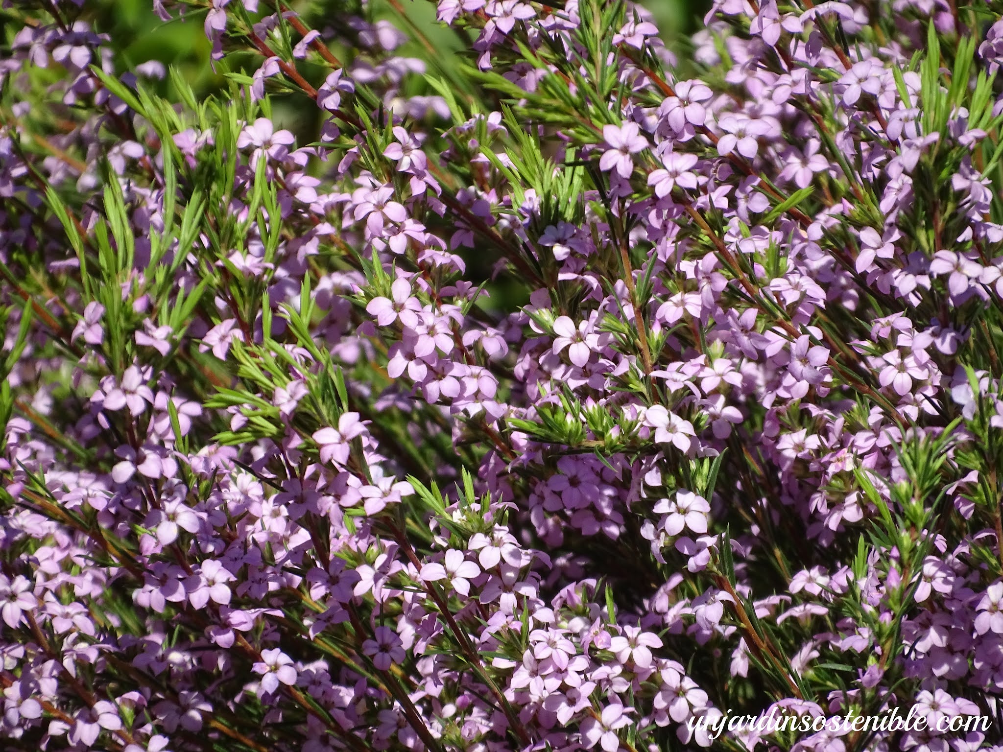 Coleonema Pulchellum (Diosma)