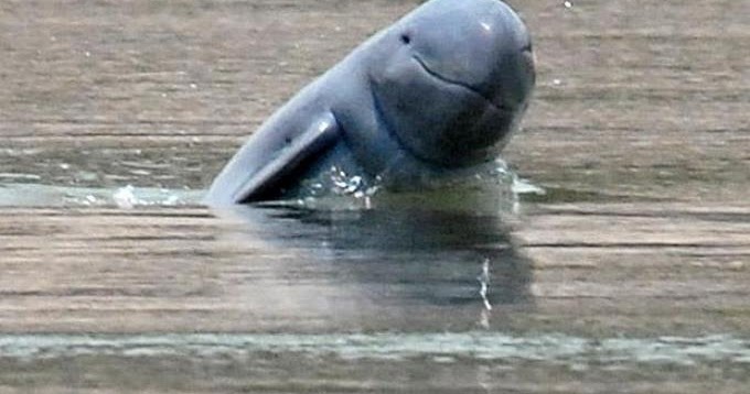 IKAN PESUT KHAS INDONESIA YANG HAMPIR PUNAH