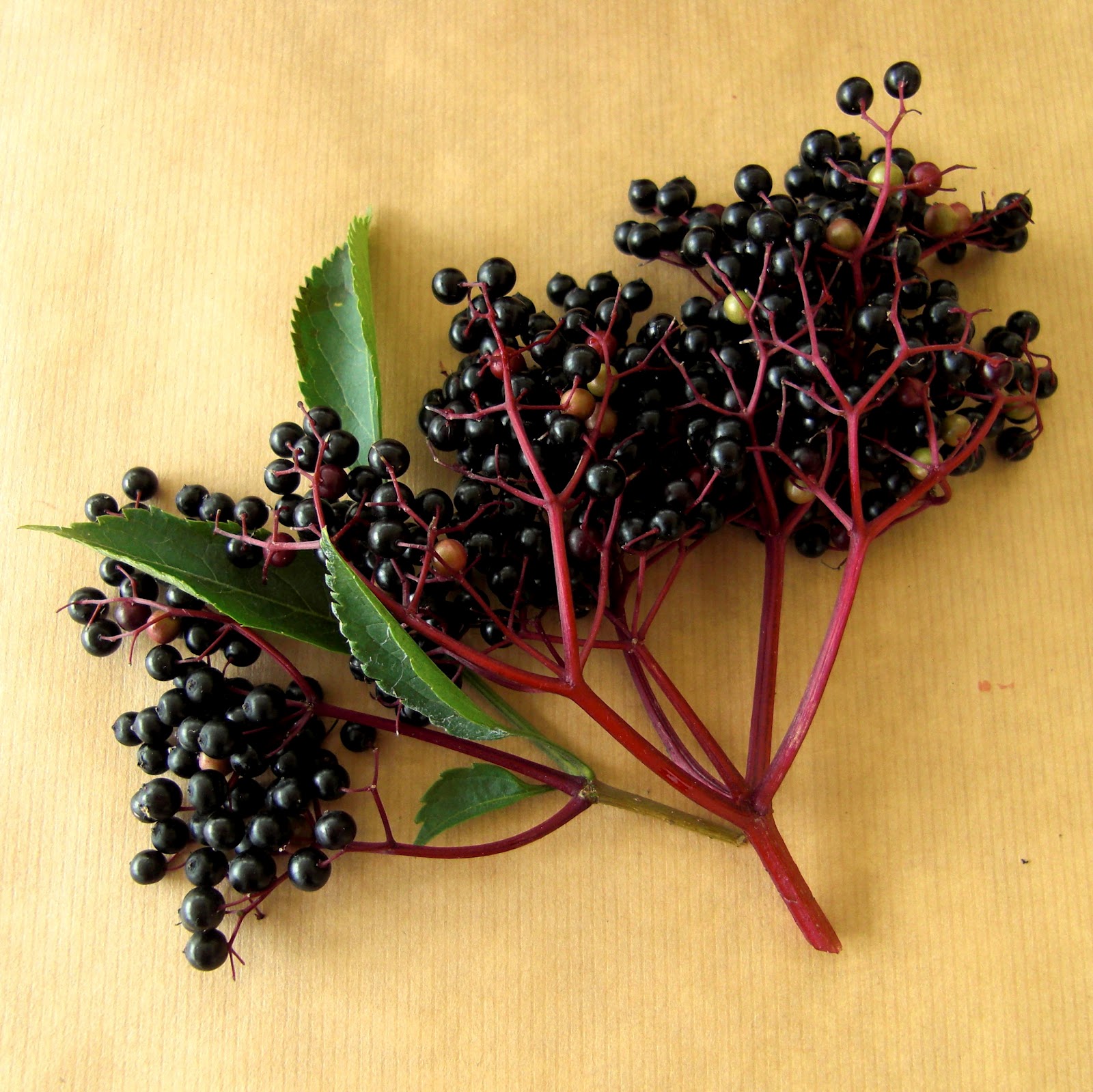 eco textile studio: plantaardig verven met vlierbessen