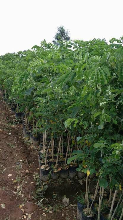 Jual Pohon Trembesi,Bibit Pohon Trembesi Murah ~ Tukang Taman Murah ...