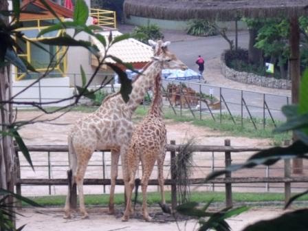 E.E. Profª Jenny de T. P. Schroeder: Visita ao Zôo e Simba Safári - SP