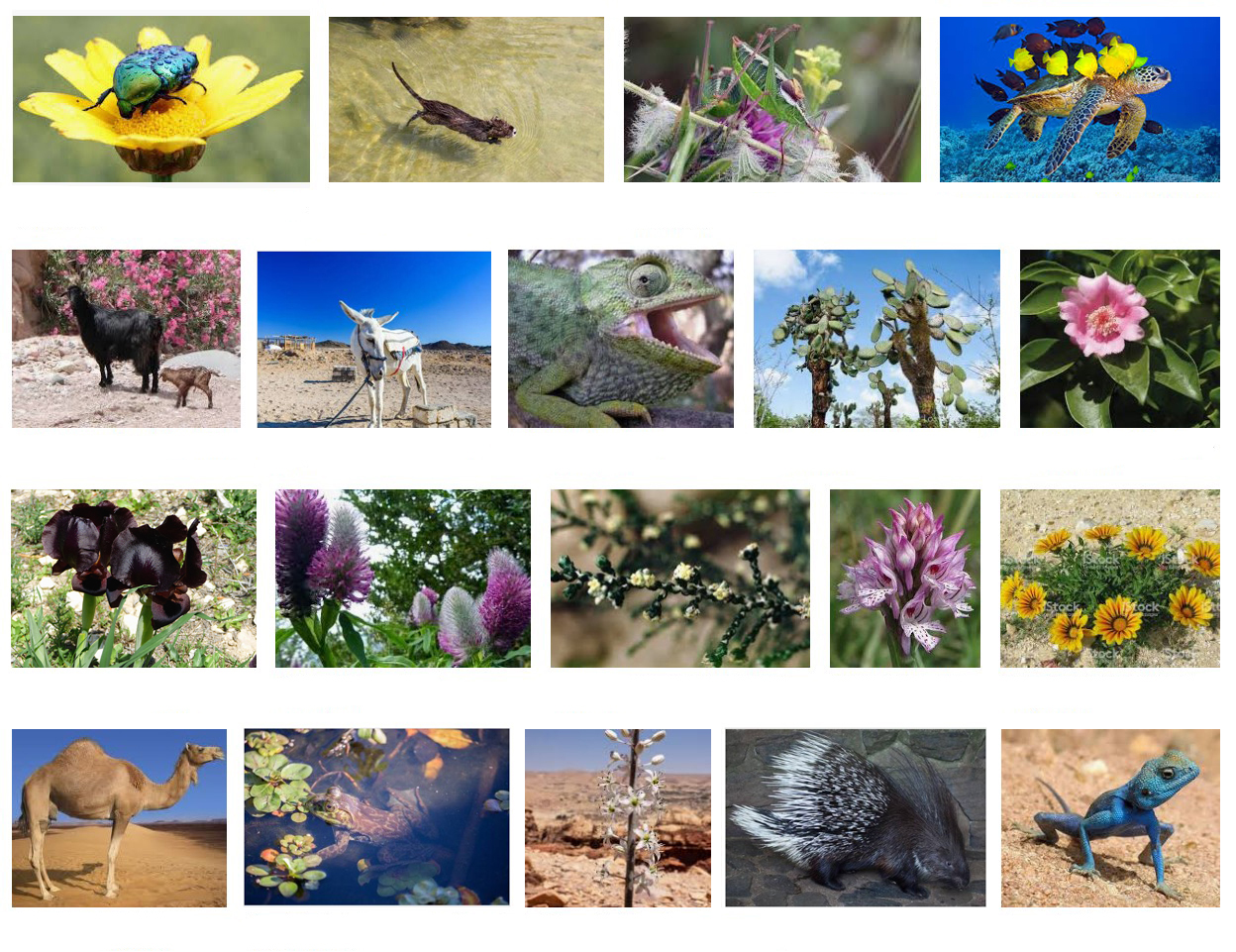 3º DE INFANTIL TOMÁS ALVIRA: mayo 2020