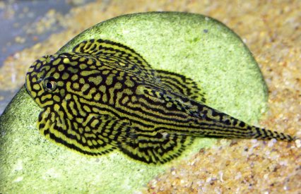 Fantastic Fauna Friday, Borneo Sucker Hllstream Loach - Gastromyzon sp ...