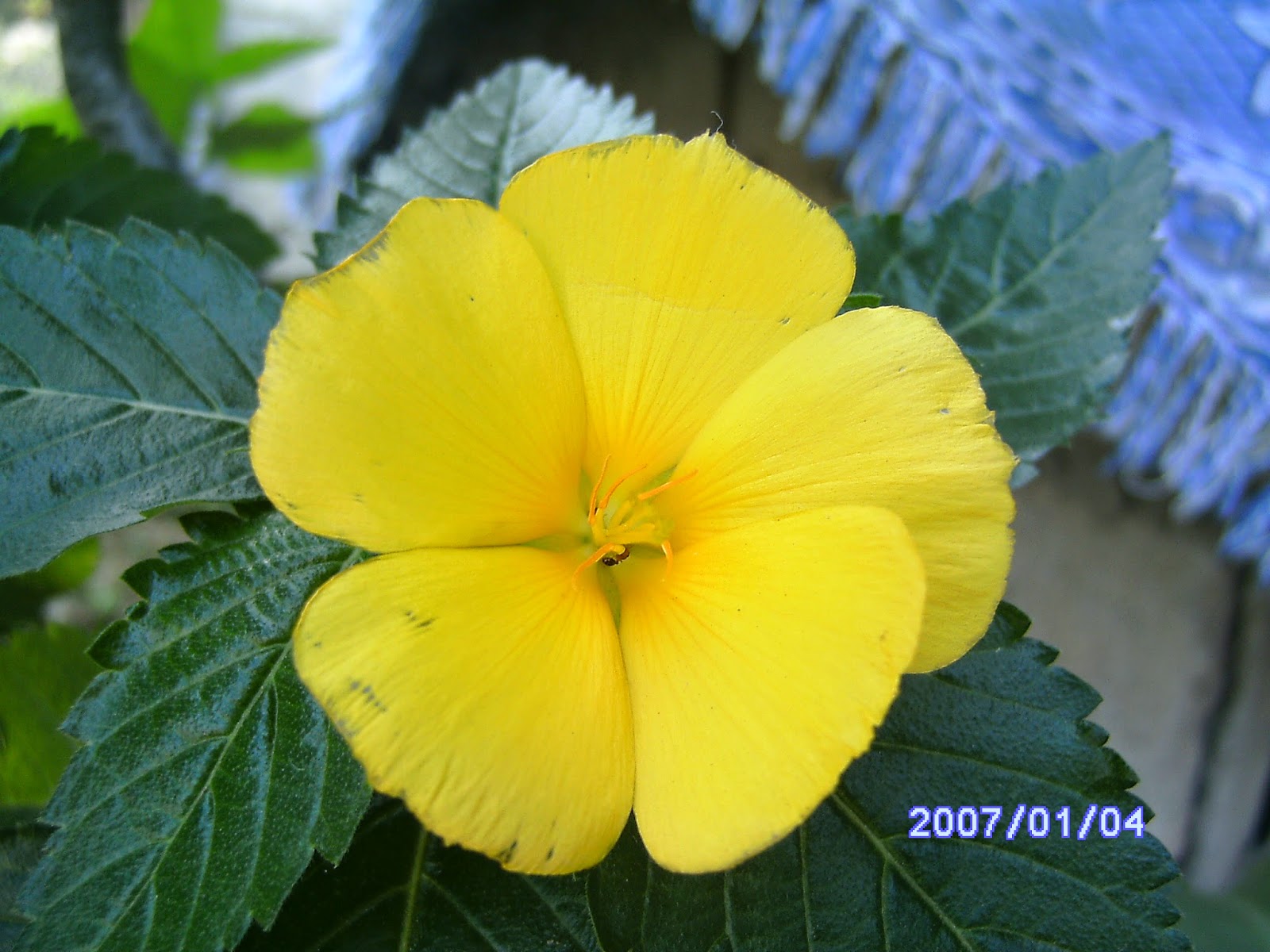 Flowers: January 2015