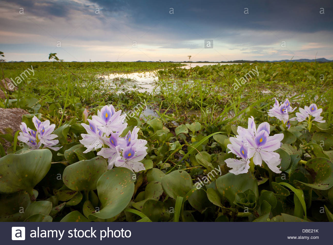 ciénaga macanas: noviembre 2016