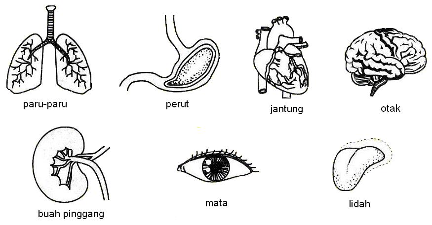 Sains 1 2 3: Organisasi Sel Dalam Tubuh Manusia