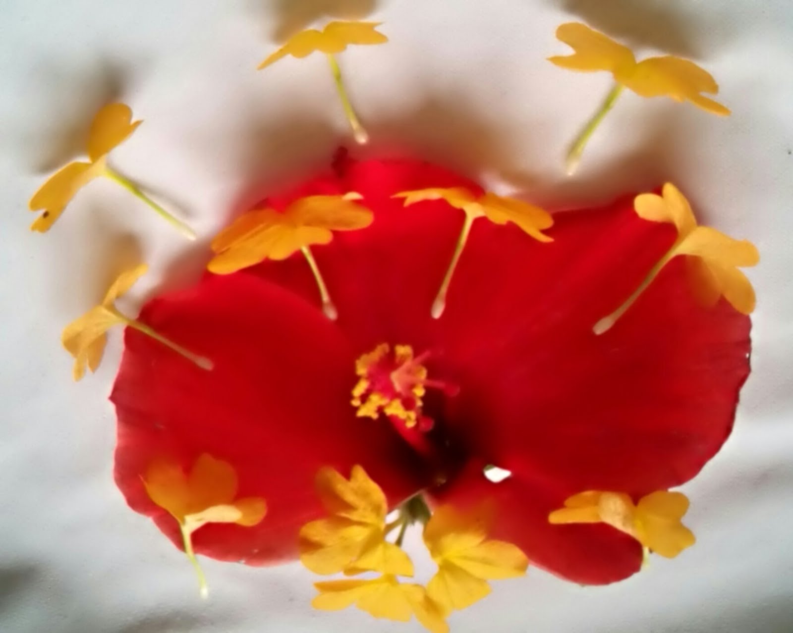 Gurupaurnima Gratitude to Mahayoga Sadhana and Gurumaharaj