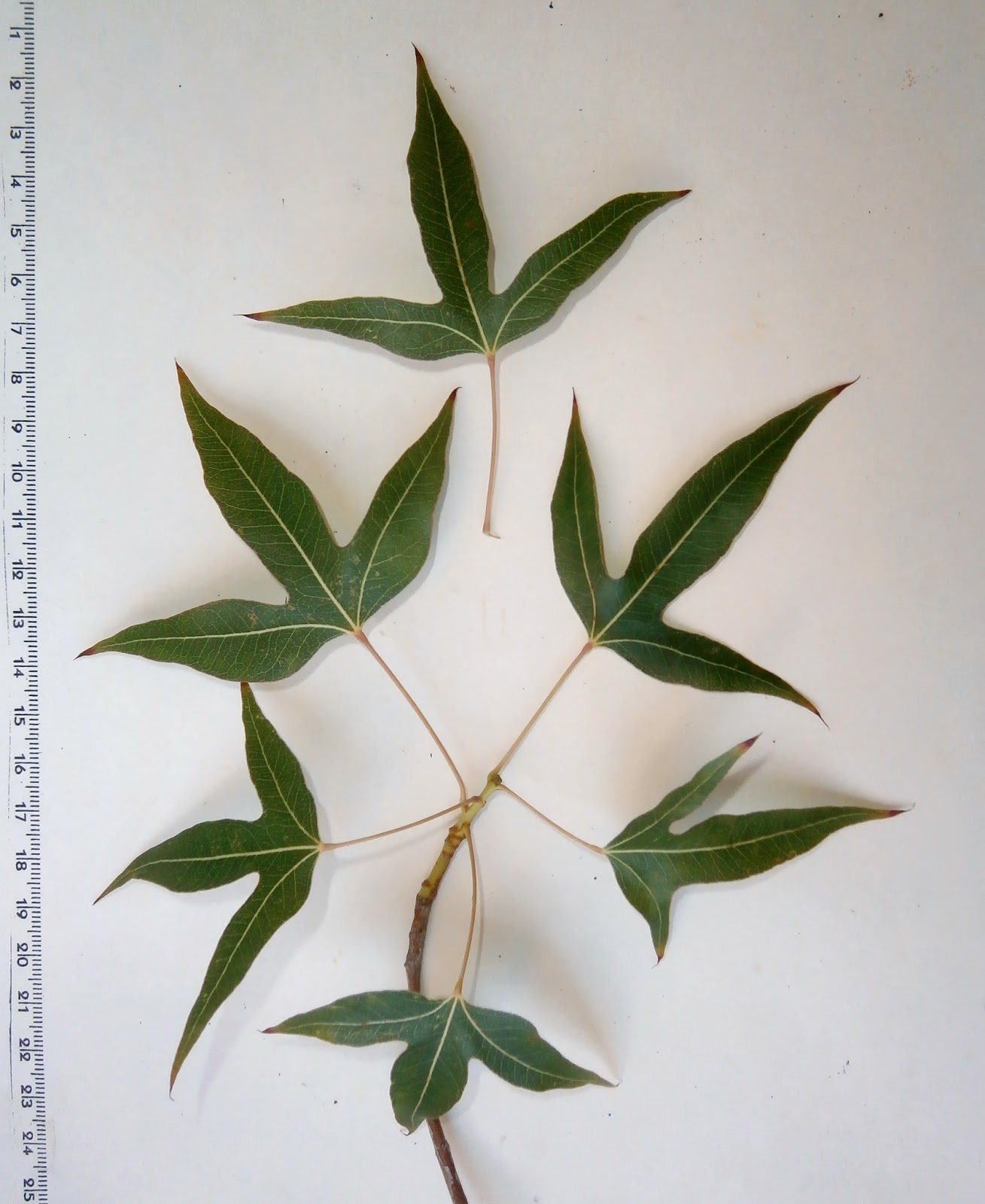 HERBARIO VIRTUAL DE BANYERES DE MARIOLA Y ALICANTE: Brachychiton ...