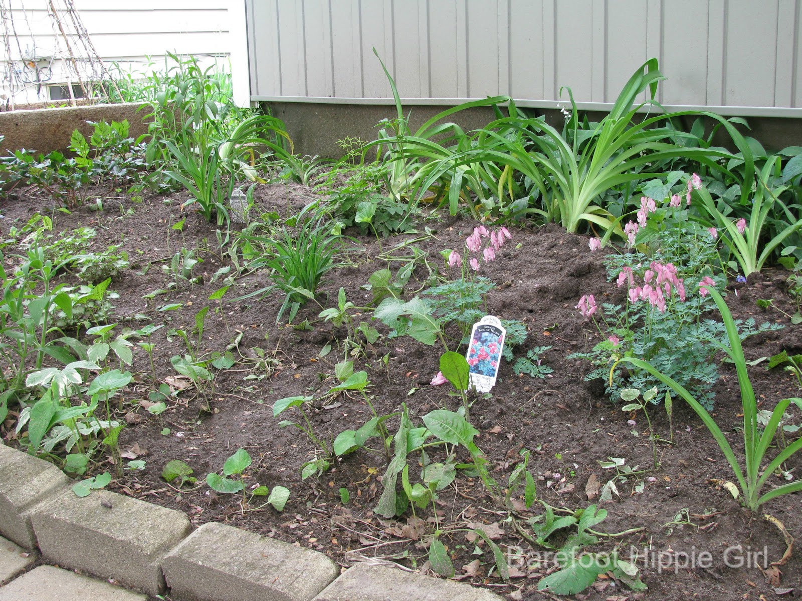 Barefoot Hippie Girl: Gardening: An Exercise in Generosity