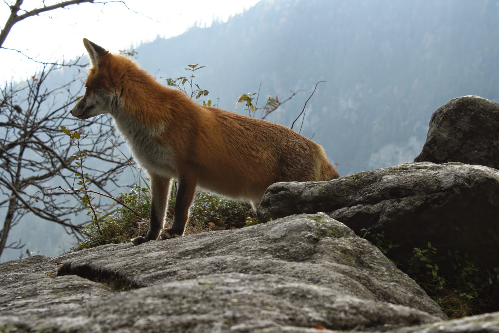 Liška obecná - U Lenky na moment