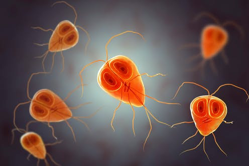 INTRODUCCIÓN A LA PARASITOLOGÍA : PARÁSITO Y HUÉSPED