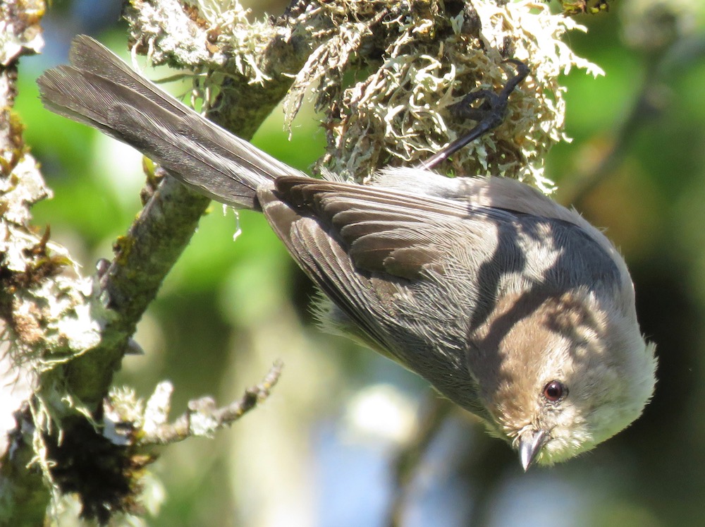 Birdernaturalist: Blog Backlog Catch-up: Oregon in May 2018