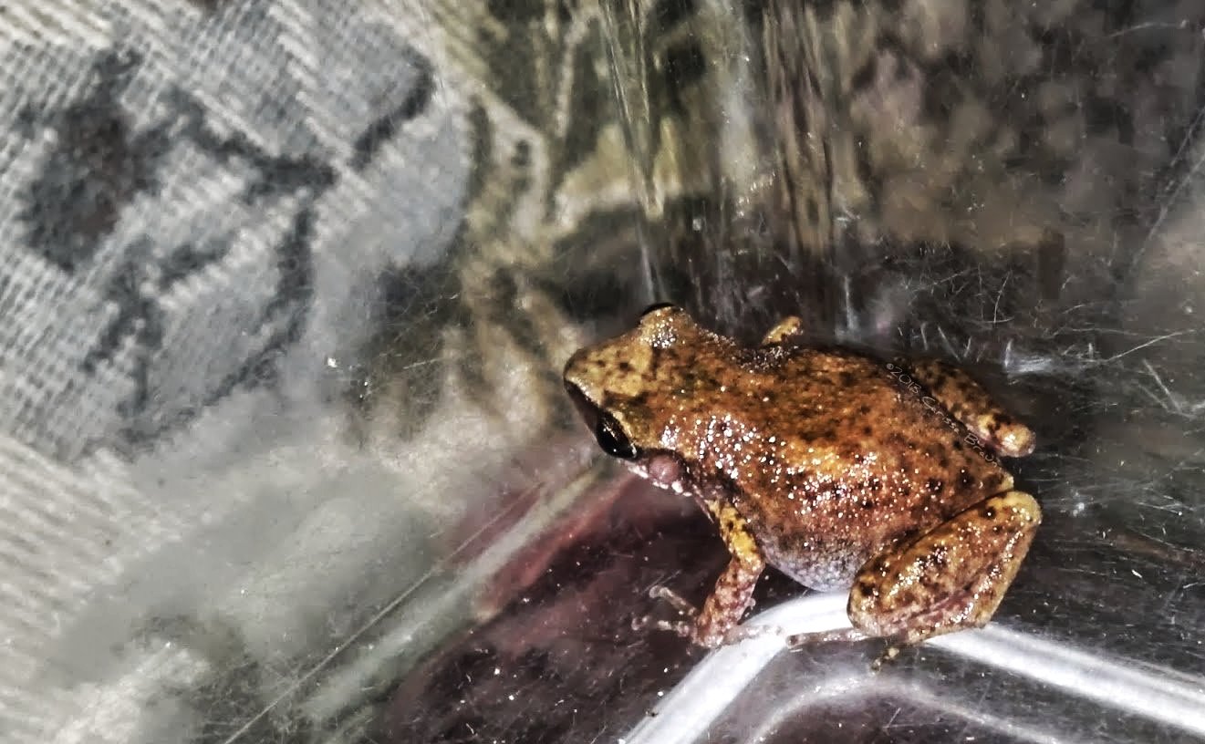 Nature Photography and Facts : Rio Grande Chirping Frog