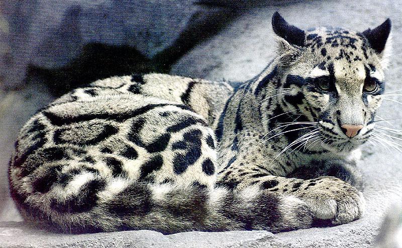Clouded Leopard | Wildlife Photos-Info | The Wildlife